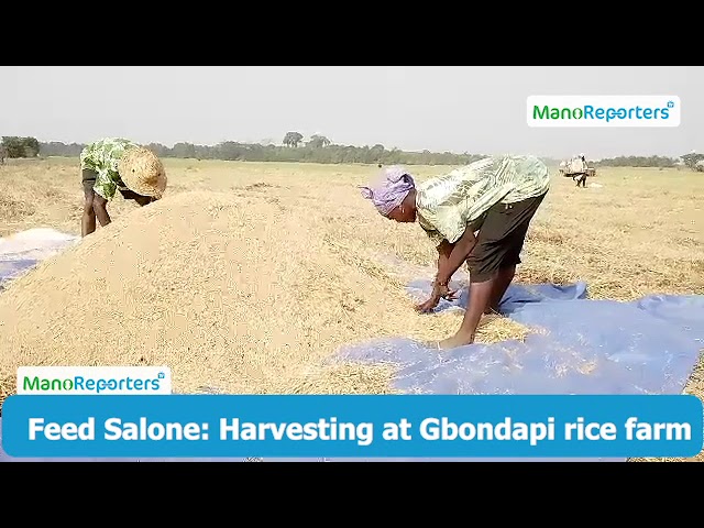 Sierra Leone: Harvesting time at Gbondapi rice farm - ManoReporters.com